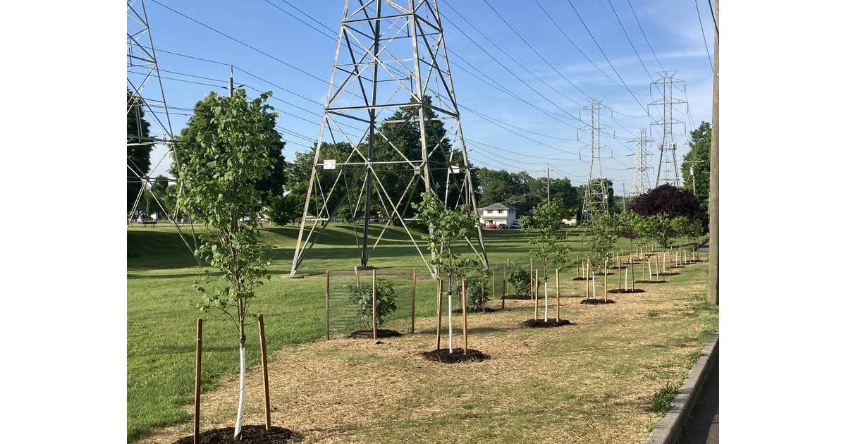 Nutley Shade Tree Dept. Plants More Than A Dozen Trees on Van Winkle ...