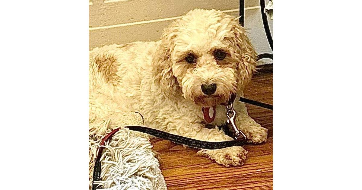 Lost in Warren: Have You Seen Ella? | Warren, NJ News TAPinto