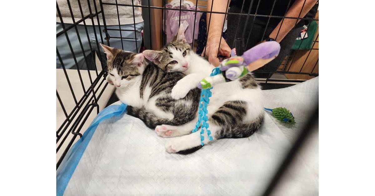 Bordentown City Cats Kitties of the Week: Ivan and Ruby | Bordentown ...