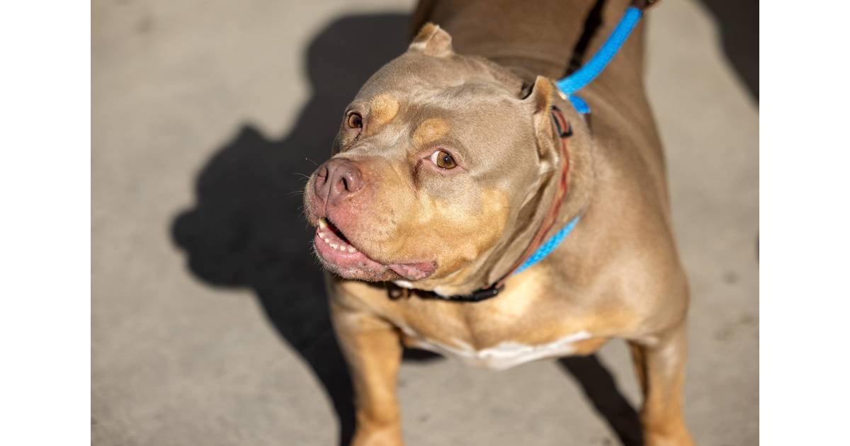 'Jay Lo' Is Healthier JC’s Pet Of The Week | Jersey City, NJ News TAPinto
