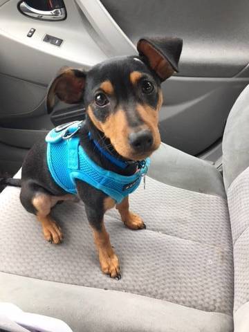 Jeter is Piscataway's Pet of the Week | Piscataway, NJ News TAPinto ...