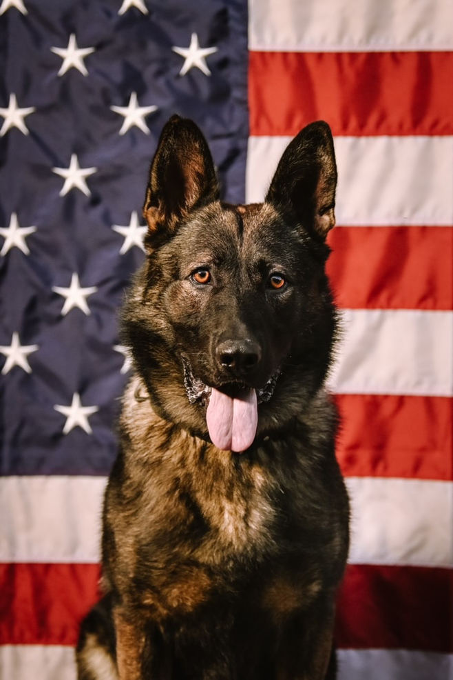 South Plainfield Police Department’s K9 Titan to get Donation of Body ...