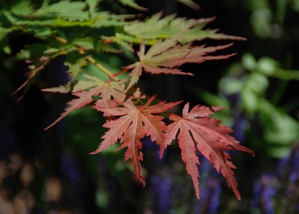 Enjoy the Beauty and Science Behind Fall Color | South Plainfield, NJ ...