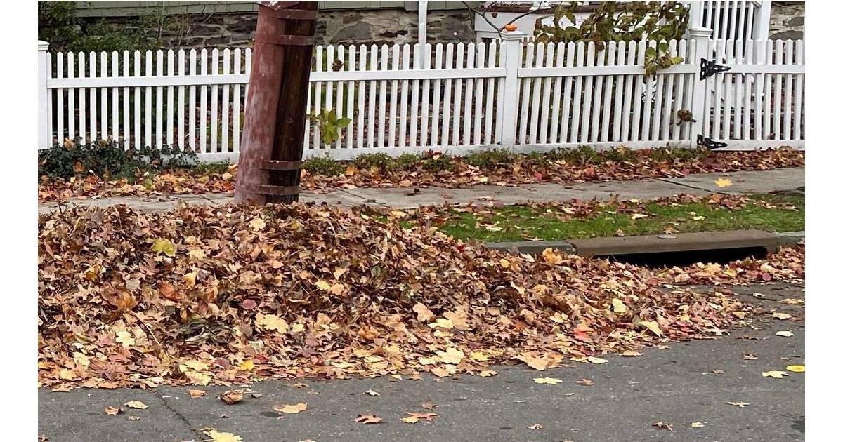 What We're Reading: Better Ways to Handle Autumn Leaves | Princeton, NJ ...