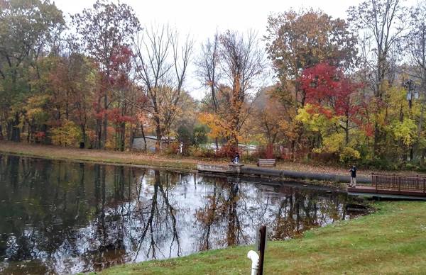 Hundreds of Roxbury Trees to Get the Ax | Roxbury, NJ News TAPinto