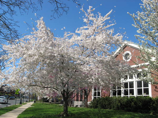 Summit Library Begins Reopening Process Mar. 29; Limited Capacity ...