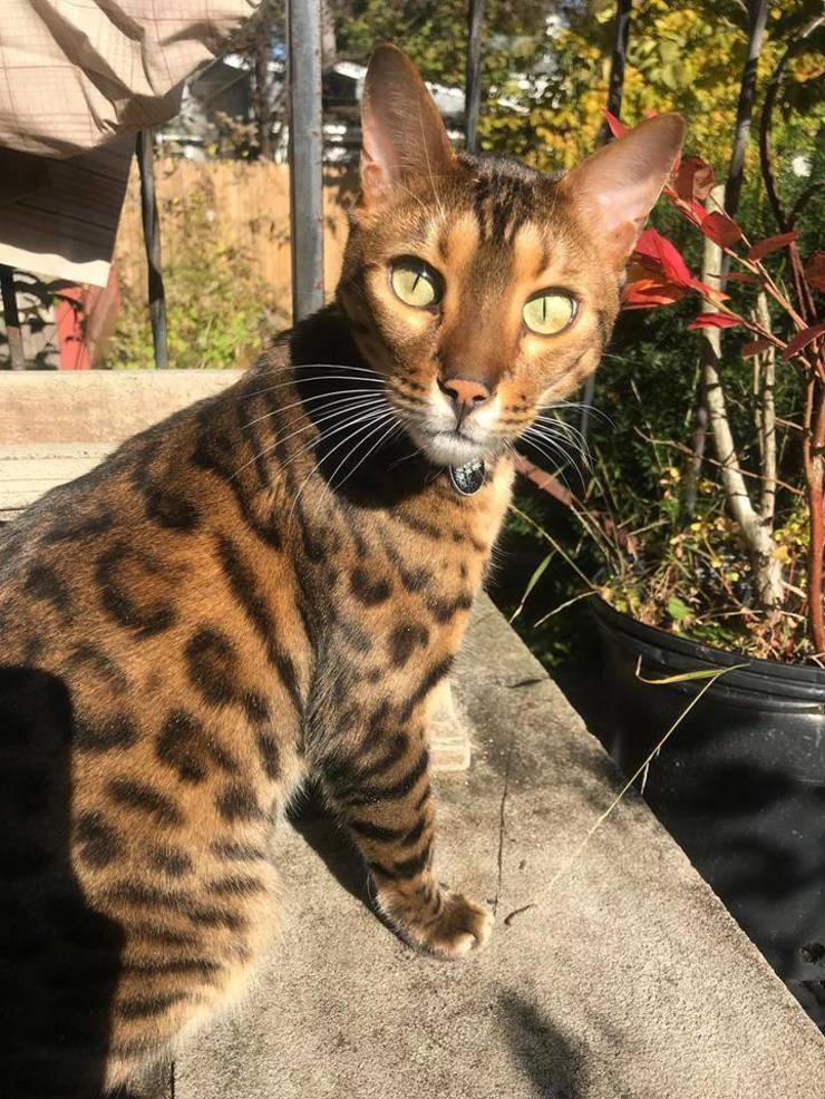 Blind Bengal Cat Missing for 35 Hours Returns, Wakes up Westfield Owner ...
