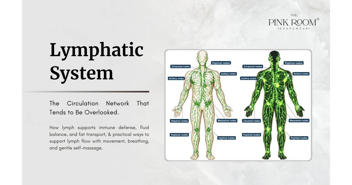The Lymphatic System: The Circulation Network That Tends to Be ...