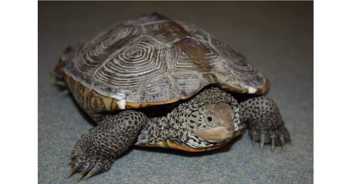 MATES Project Terrapin to Host Open House April 26 and April 29 ...