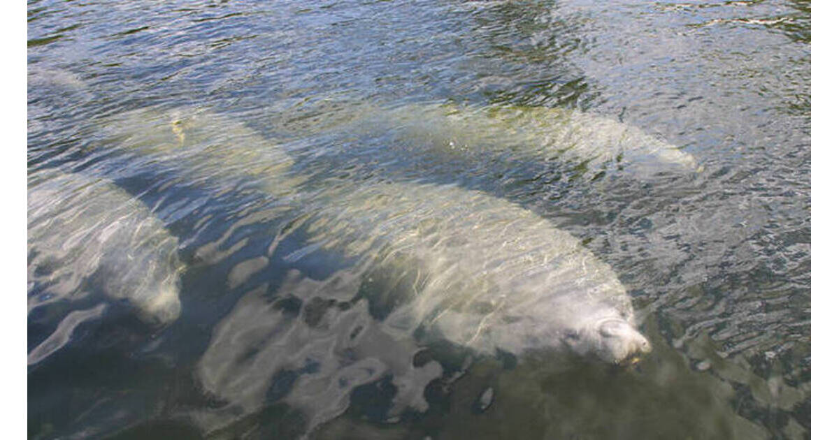 Go slow and look below for manatees on the move | Melbourne/Melbourne ...