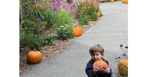 Bring Your Pumpkin to 'Smash' from 11 a.m. to 2 p.m. on Saturday ...