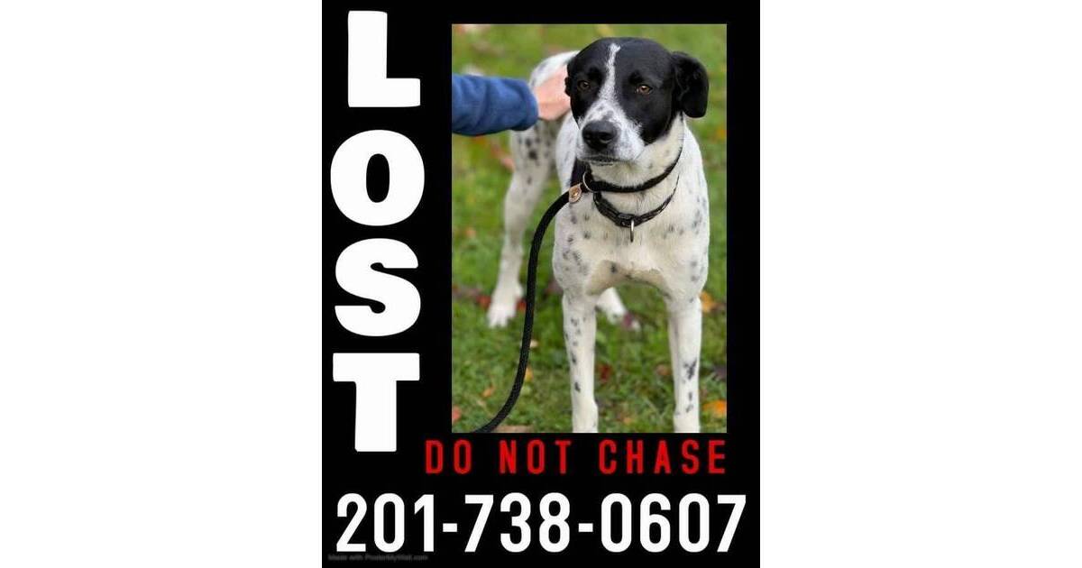 Keep An Eye Out for Mika, a Dog Lost in Roxbury Area | Roxbury, NJ News ...