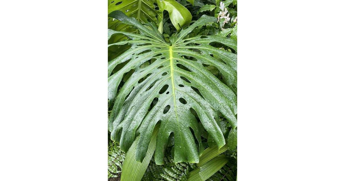 2025 is The Year of The Monstera | South Plainfield, NJ News TAPinto ...