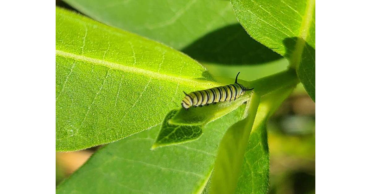 Monarch Program to Empower Young Scientists | Basking Ridge, NJ News ...