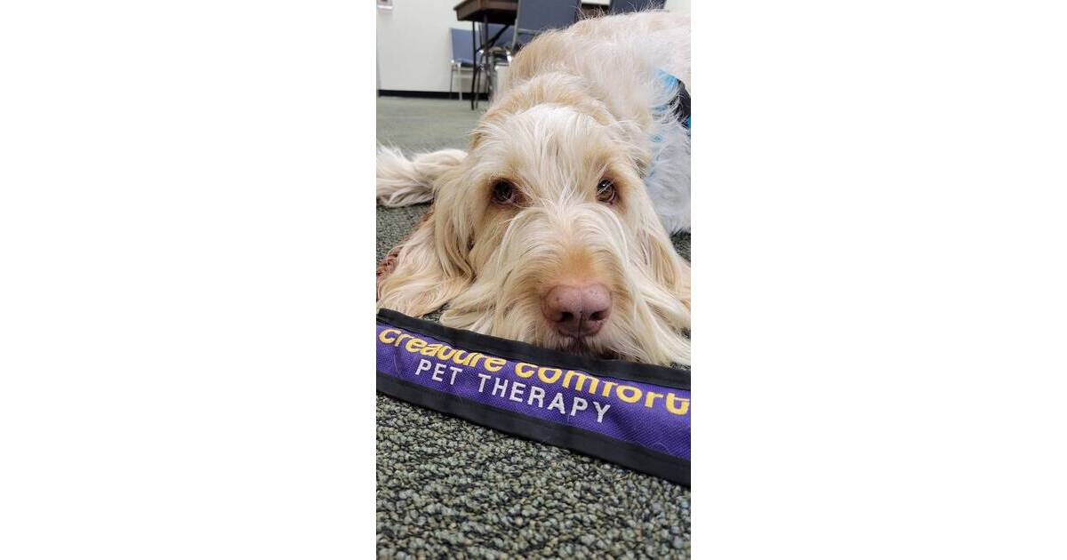 Therapy Dogs Scheduled to Visit the Bernards Township Library Teen ...