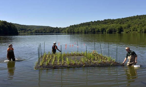 Lake Hopatcong Cove in Roxbury Targeted for "Floating Island Wetlands ...