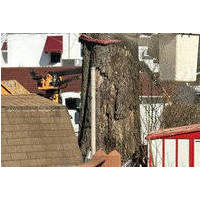 Invasive Species, Pathogens, and Poor Planning Challenge Nutley's Tree ...