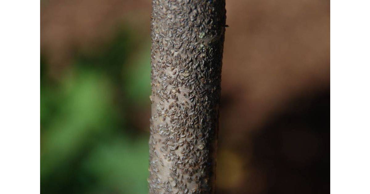 Get a Jump Start on Managing Plant Pests This Winter | South Plainfield ...