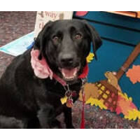 Paws up for Reading Returns to Spotswood Public Library | Milltown ...