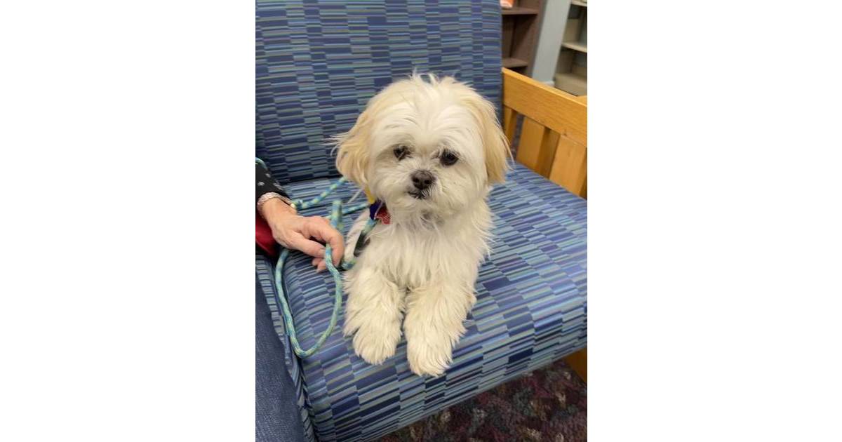 Save the Dates for the Spotswood Public Library's Popular Paws up for ...