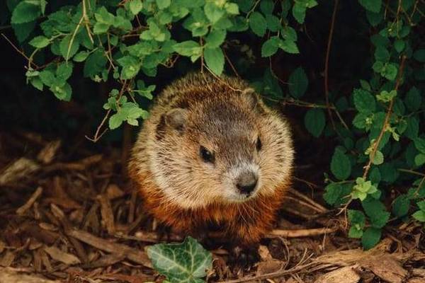 Middletown: Rabies Alert, Rabid Groundhog Found in Area of Main Street ...