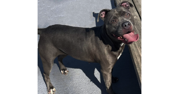 Sayreville Police Shoot and Kill Pit Bulls That Mauled a 10-Year-Old ...