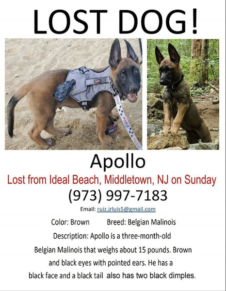 Lost Dog - Missing From Ideal Beach Middletown, Reward! | Middletown ...