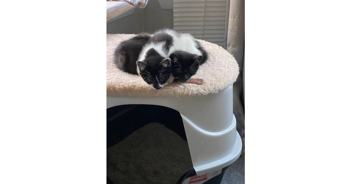 Bordentown City Cats' Kitties of the Week: Puffin and Calypso ...