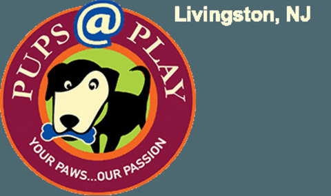 The Definitive Doggie Wish List from Pups @ Play | Livingston, NJ News ...