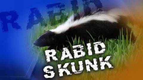 Skunk Tests Positive for Rabies in Sayreville | East Brunswick, NJ News ...