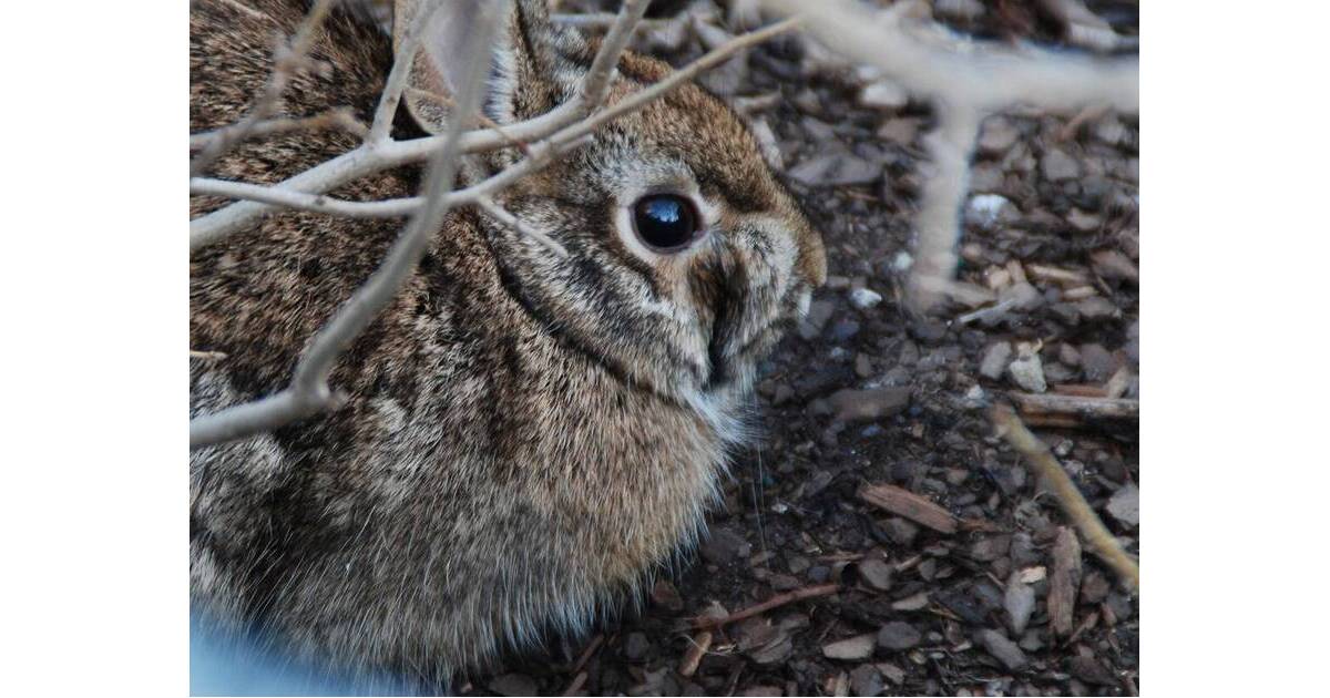 Prevent Rabbit Damage in Your Landscape | South Plainfield, NJ News ...