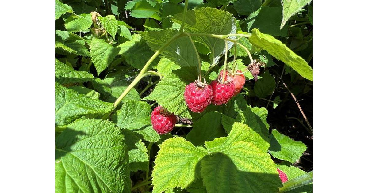 Prune Raspberries for an Abundant Harvest | South Plainfield, NJ News ...