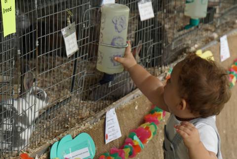Rabbits Win Prizes at Hunterdon 4-H Fair | Flemington/Raritan, NJ News ...