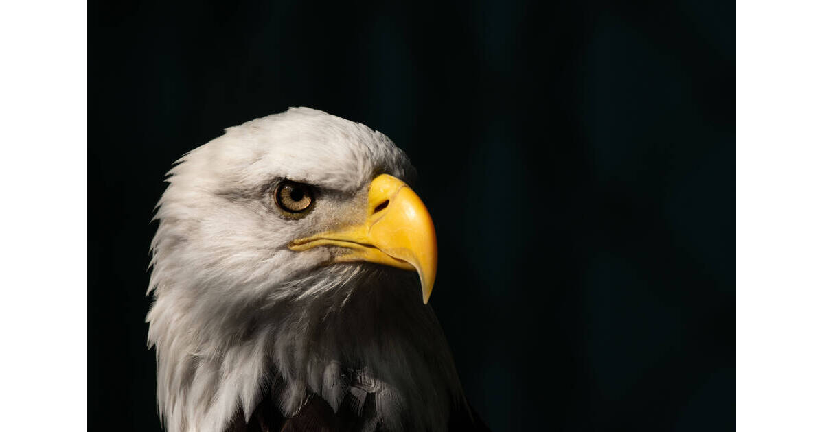 The Raptor Trust: From Backyard Pioneer to World-Class Bird ...