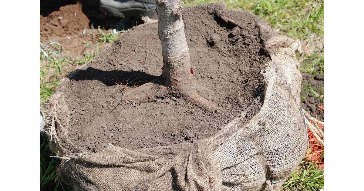 Plant Trees this Fall for Decades of Benefits | South Plainfield, NJ ...