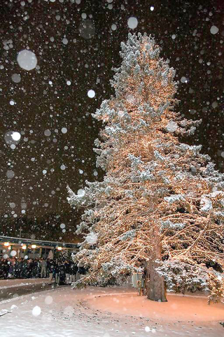 Advent Mass and Christmas Tree Lighting at Saint Joseph High School on ...