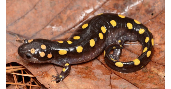 Look But Don't Touch: Salamanders Tonight on Beekman Road | East ...