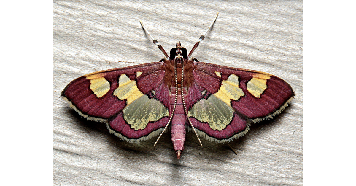 Spot Nature’s Colorful Moths at East Brunswick’s Moth Night at ...