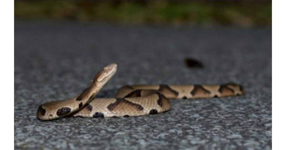 Copperhead's Kiss: A Cyclist’s Close Call & the Hospital That Saved Him ...