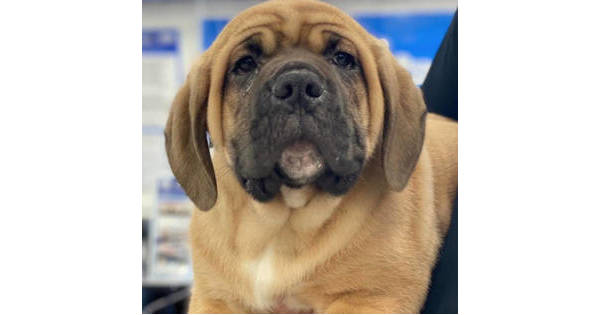 Two Loyal and Fun Mastiff Mixes Available Now at Shake a Paw | News TAPinto