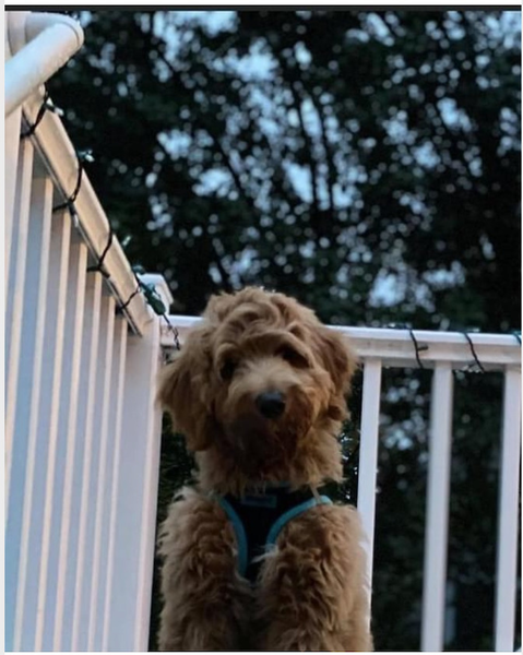 Lost Goldendoodle Puppy Last Seen on Southern Boulevard in Chatham ...