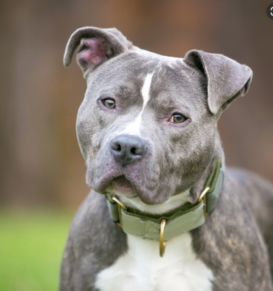 Pitbull Mauls Owners in South Brunswick Home | South Brunswick, NJ News ...