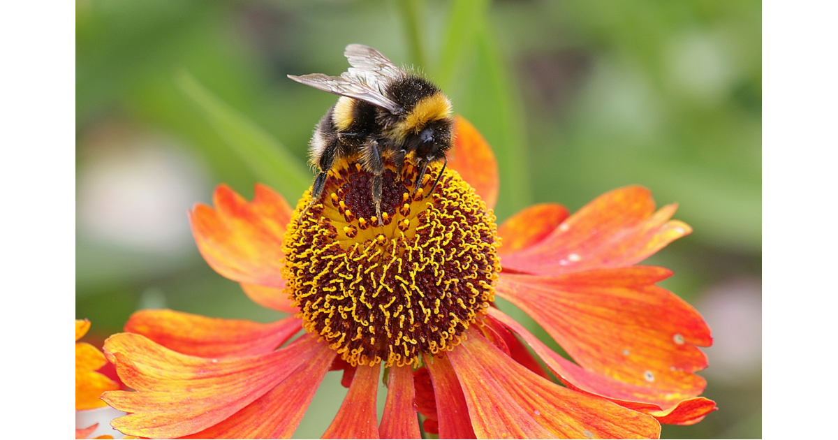 Berkeley Heights Joins Bee City USA & Creates Bee City USA Committee ...