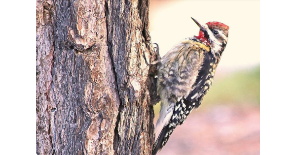 Join Local Birders to Explore the Edgeboro Landfill, Heavenly Farms ...
