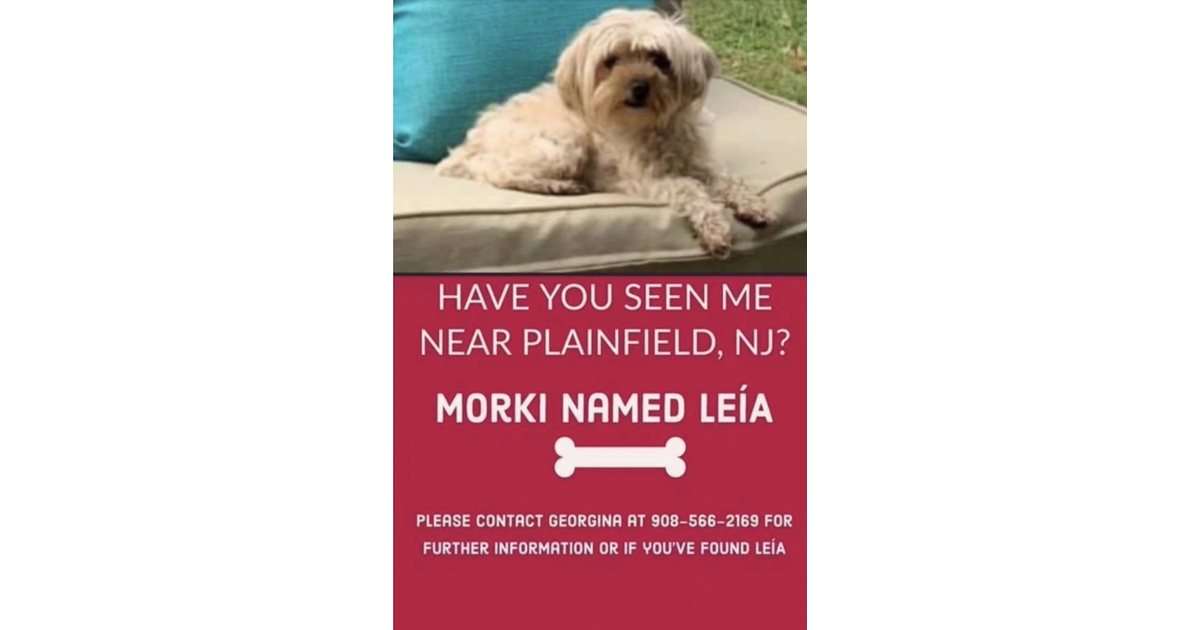 UPDATE: Have You Seen Leia, a Morkie Puppy Missing in Plainfield ...