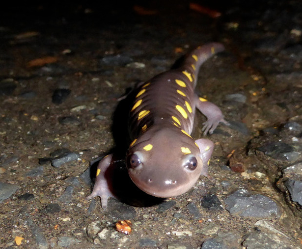 'Tis the Season: Salamanders Make Their Way Across Beekman Road to East ...