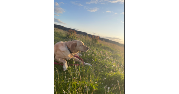 A Dog's Life: Longtime Animal Control Officer Provides Advice on ...