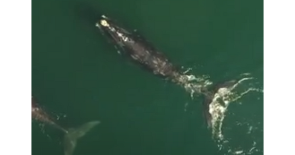Right Whale Sighting Off New Jersey Coast Excites, Perplexes Marine ...