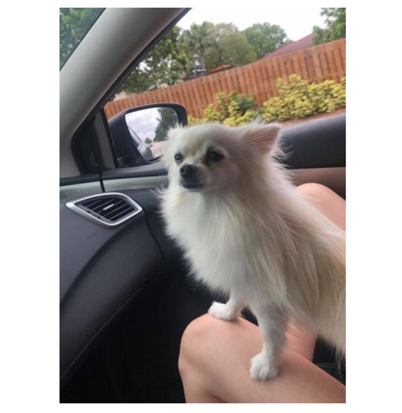 Pomeranian Dog Missing in Coral Springs | Coral Springs, FL News TAPinto