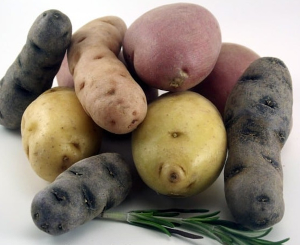 This Spud’s for You: Seed Potatoes Available at EBPL | East Brunswick ...